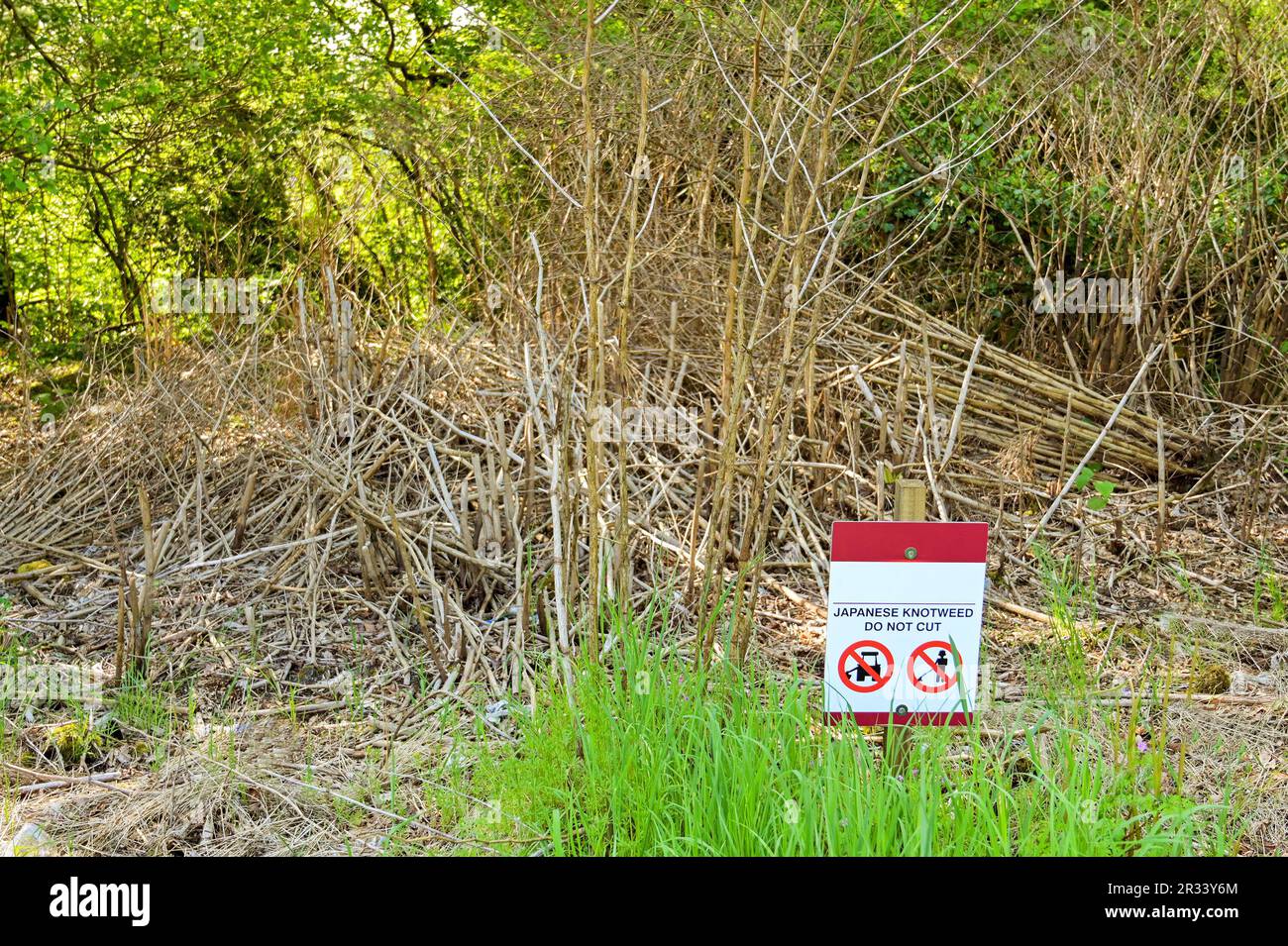 Warning sign on a site of Japanese Knotweed to prevent the dead shoots ...