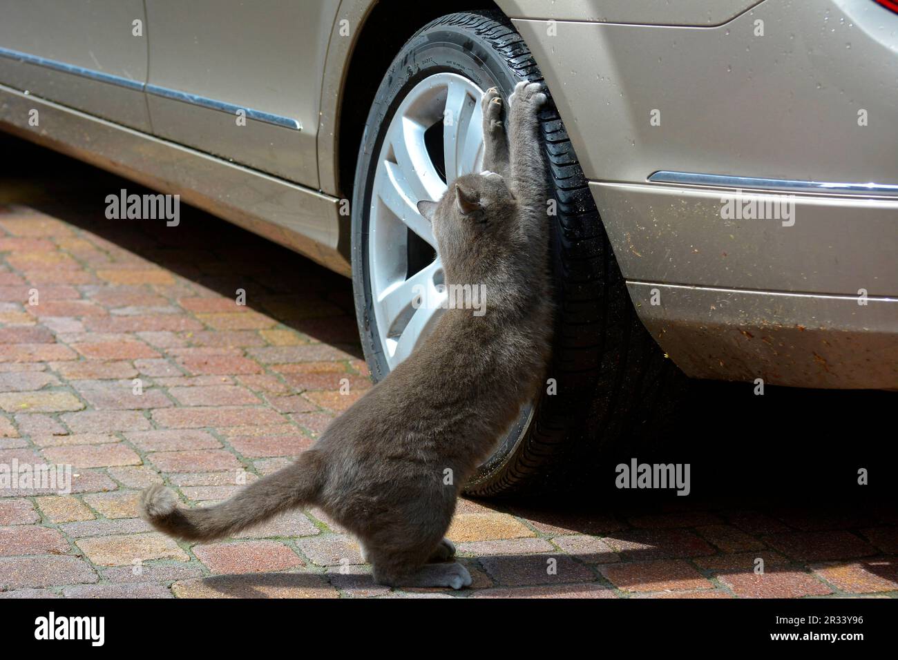 Chat chartreux hi-res stock photography and images - Alamy