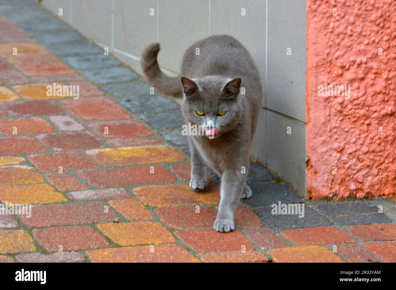 Chat chartreux hi-res stock photography and images - Alamy