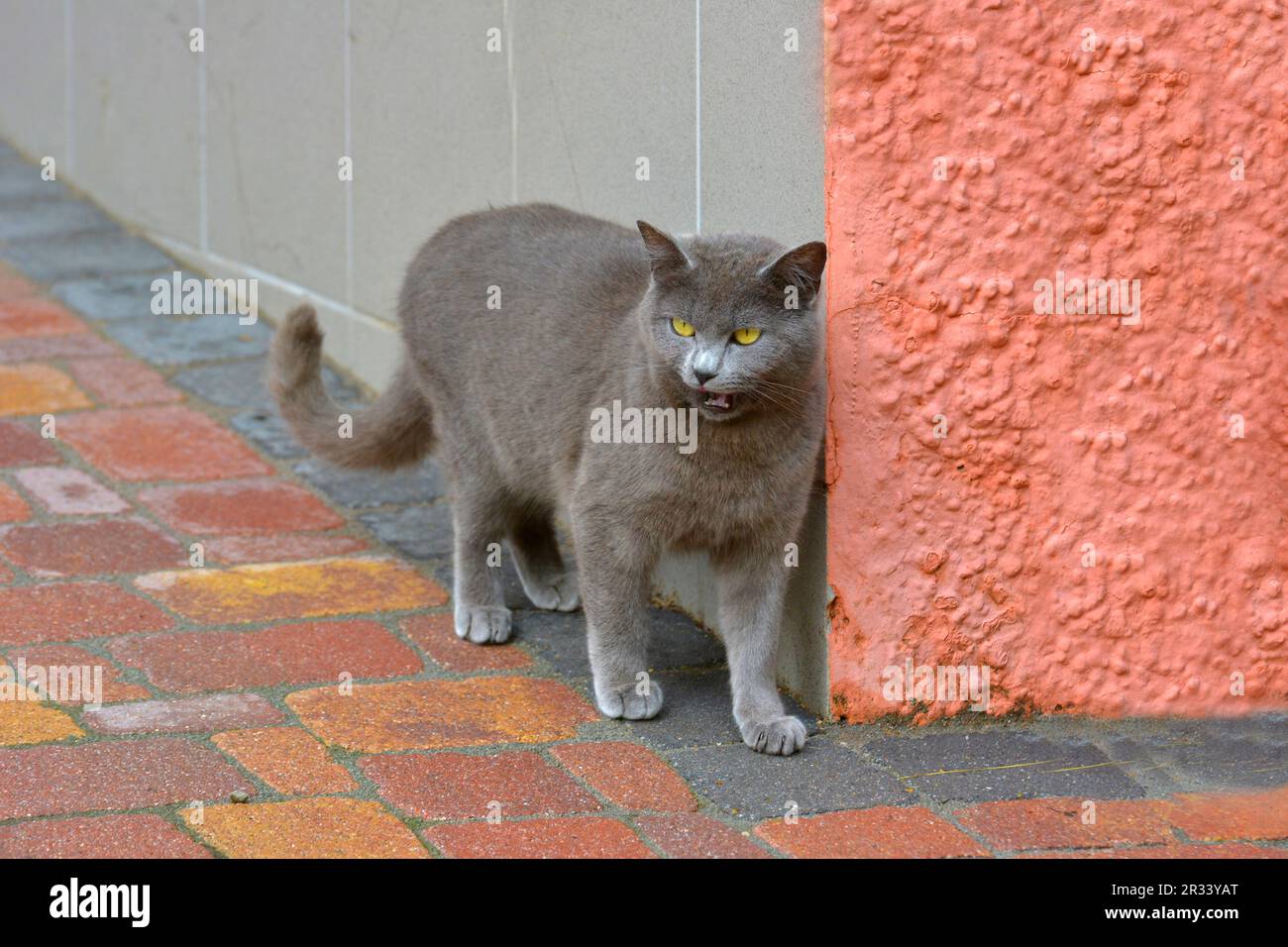 Chartreux cats hi-res stock photography and images - Alamy