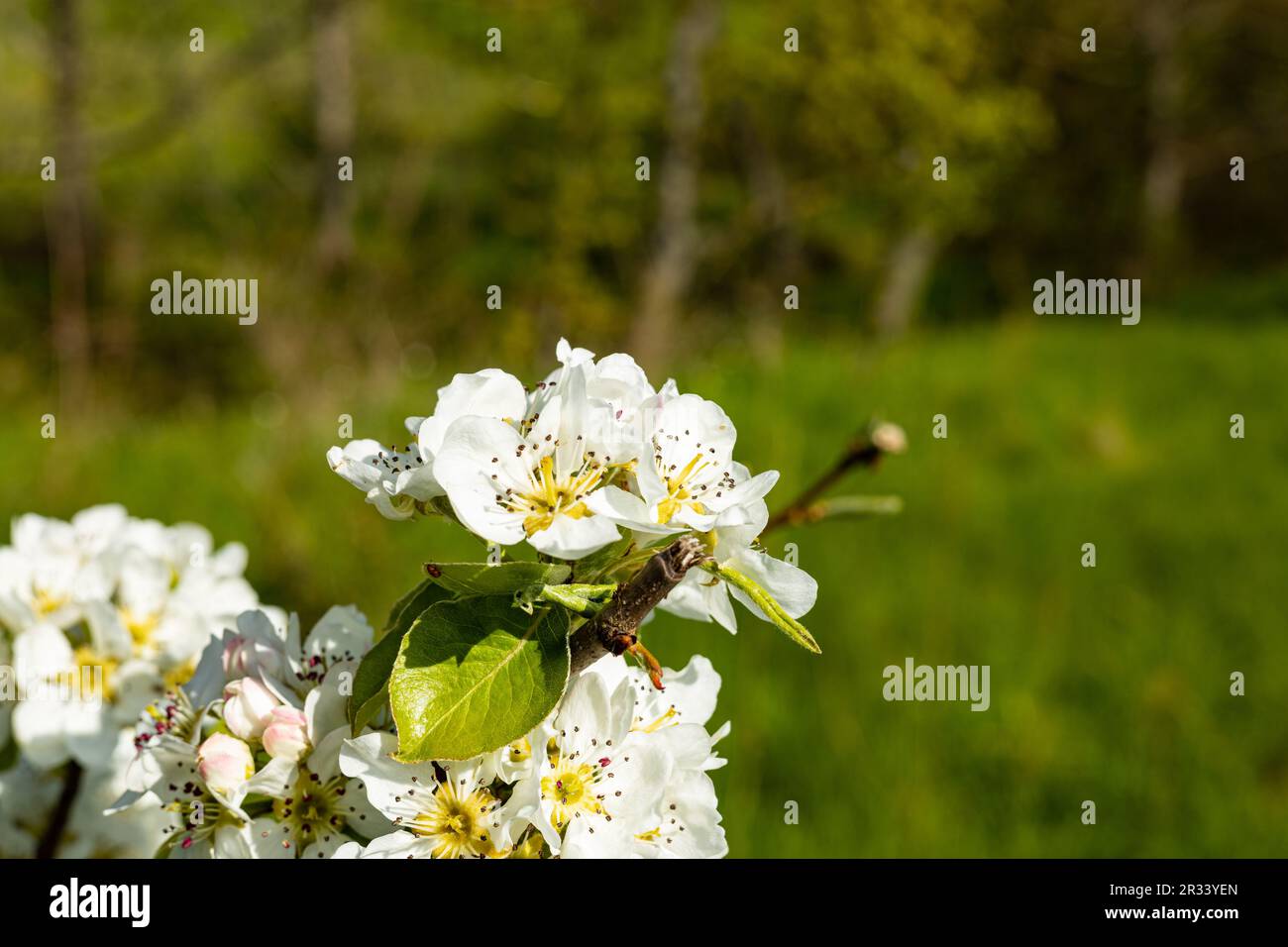 flowering wild apple tree in springtime Stock Photo - Alamy