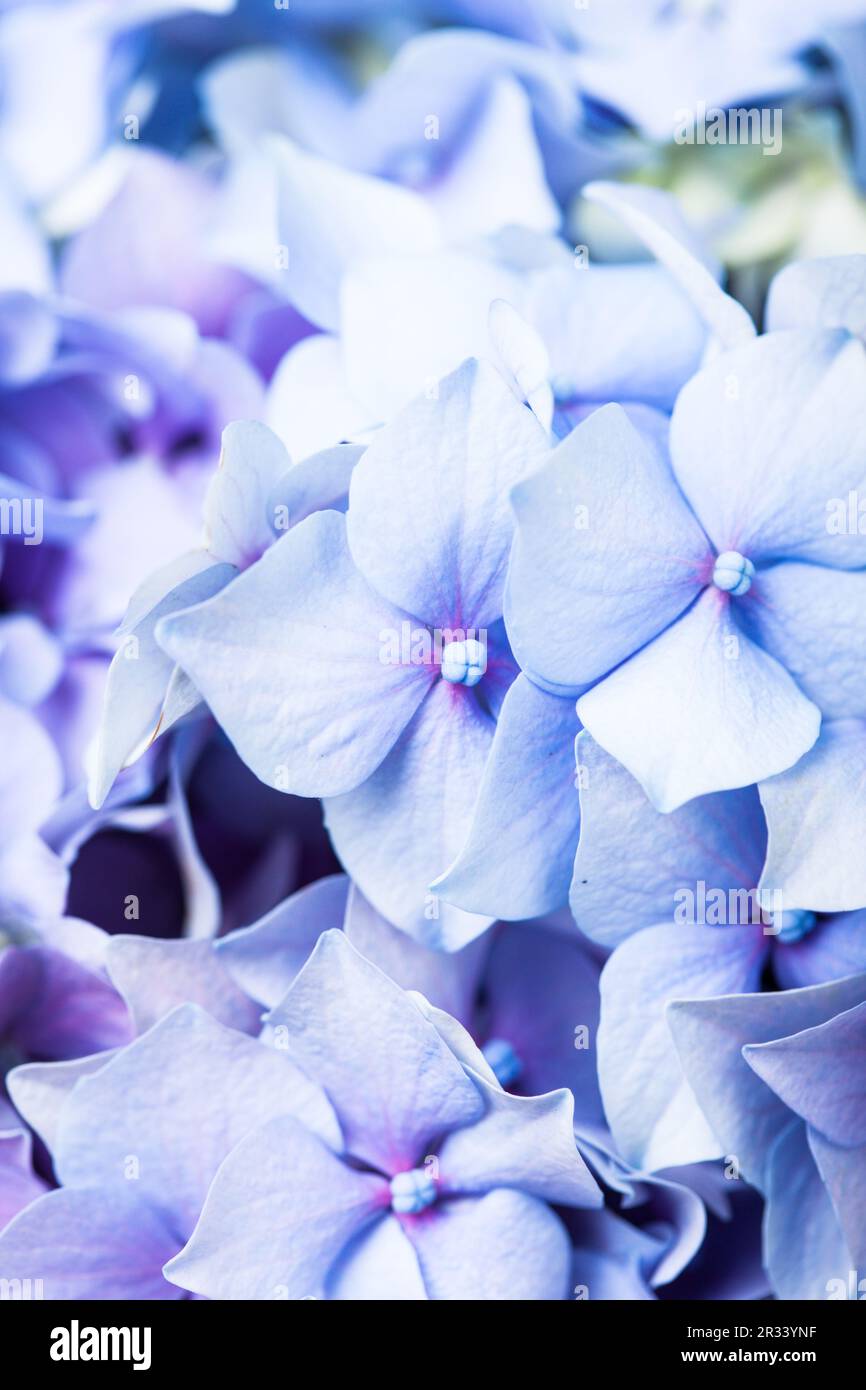 Hydrangea macro hi-res stock photography and images - Alamy