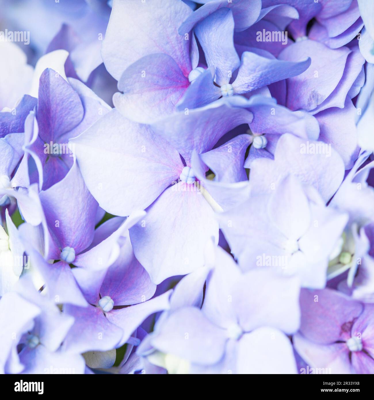 Hydrangea wedding flower hi-res stock photography and images - Alamy