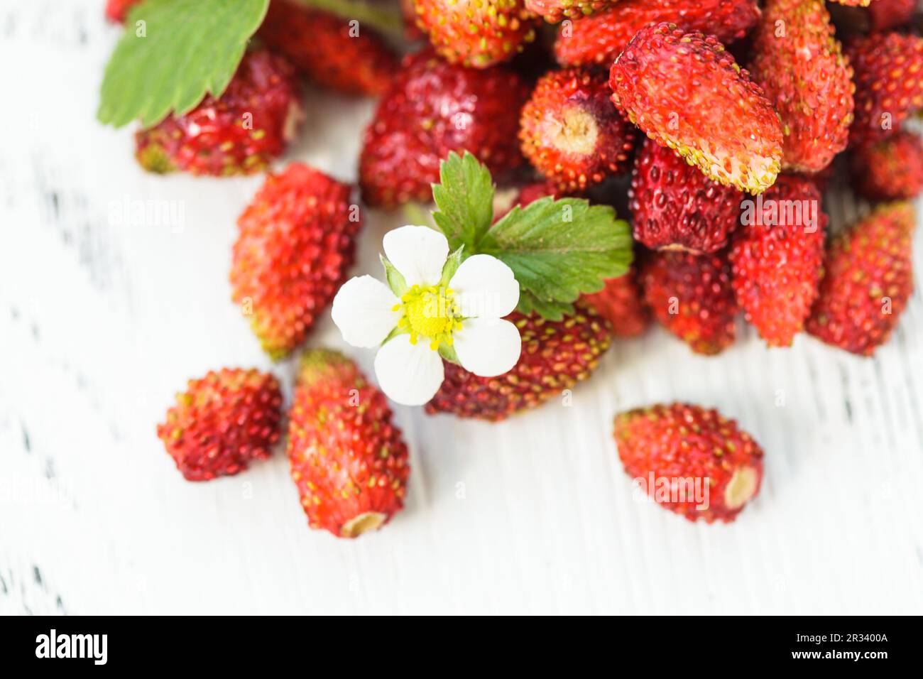 Garden small strawberry hi-res stock photography and images - Alamy