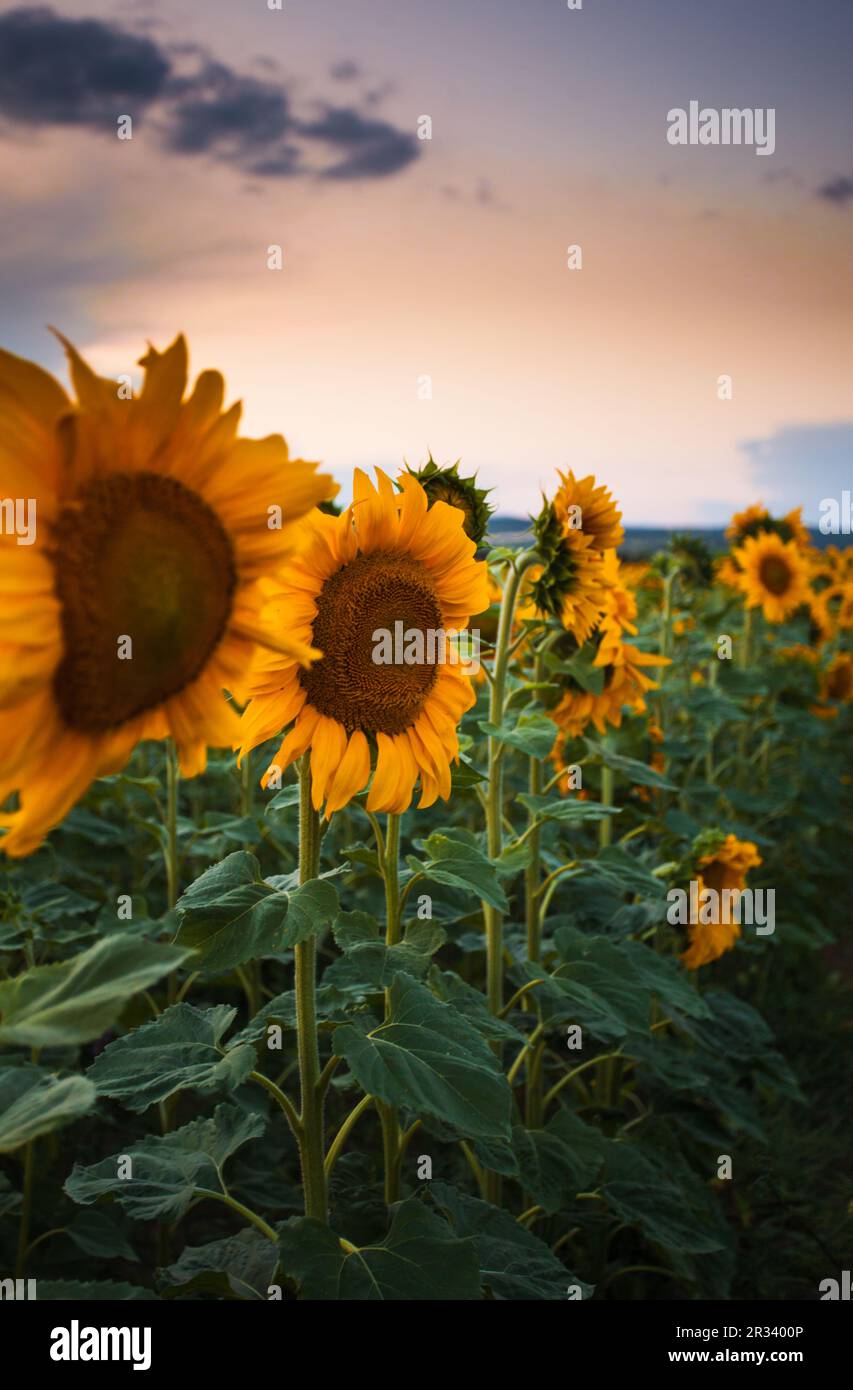 Panoramic sunflower hi-res stock photography and images - Alamy