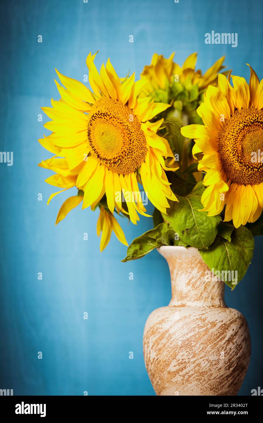Sunflower still life Stock Photo - Alamy