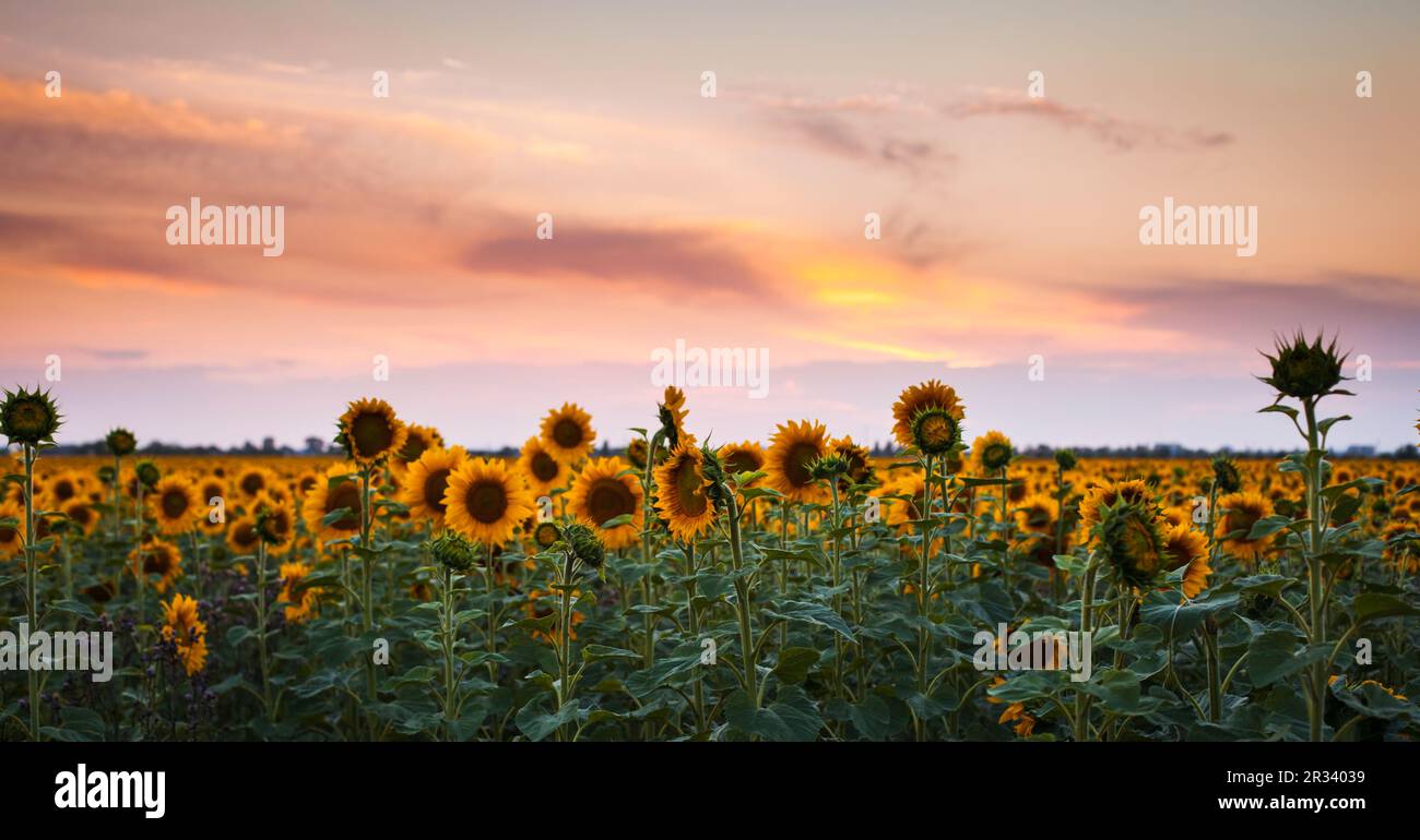 Beautiful view bright sunflower hi-res stock photography and images - Alamy