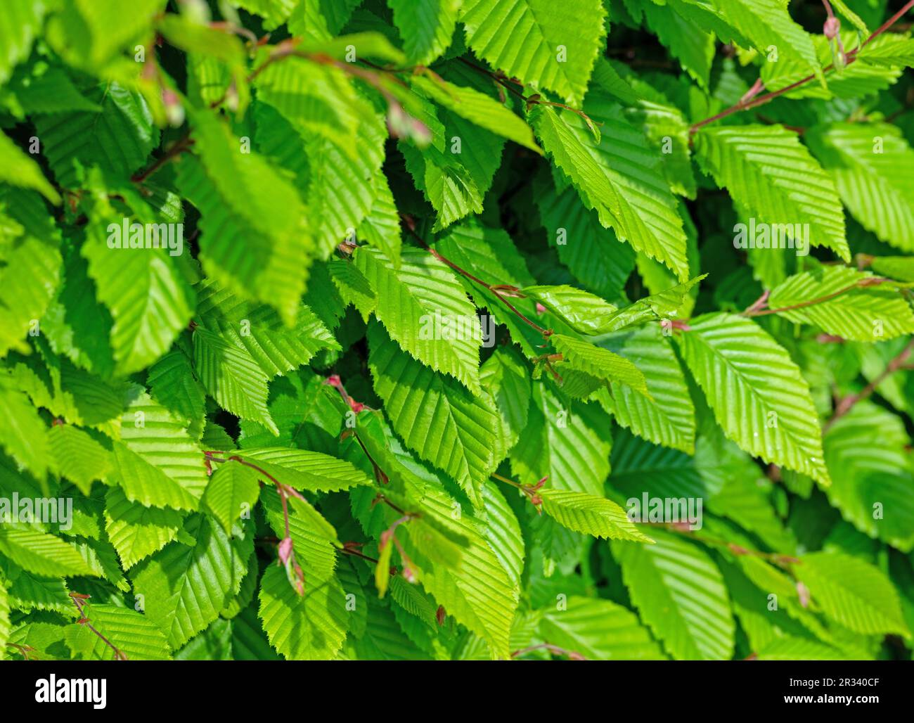 Young leaves of hornbeam, Carpinus betulus Stock Photo - Alamy