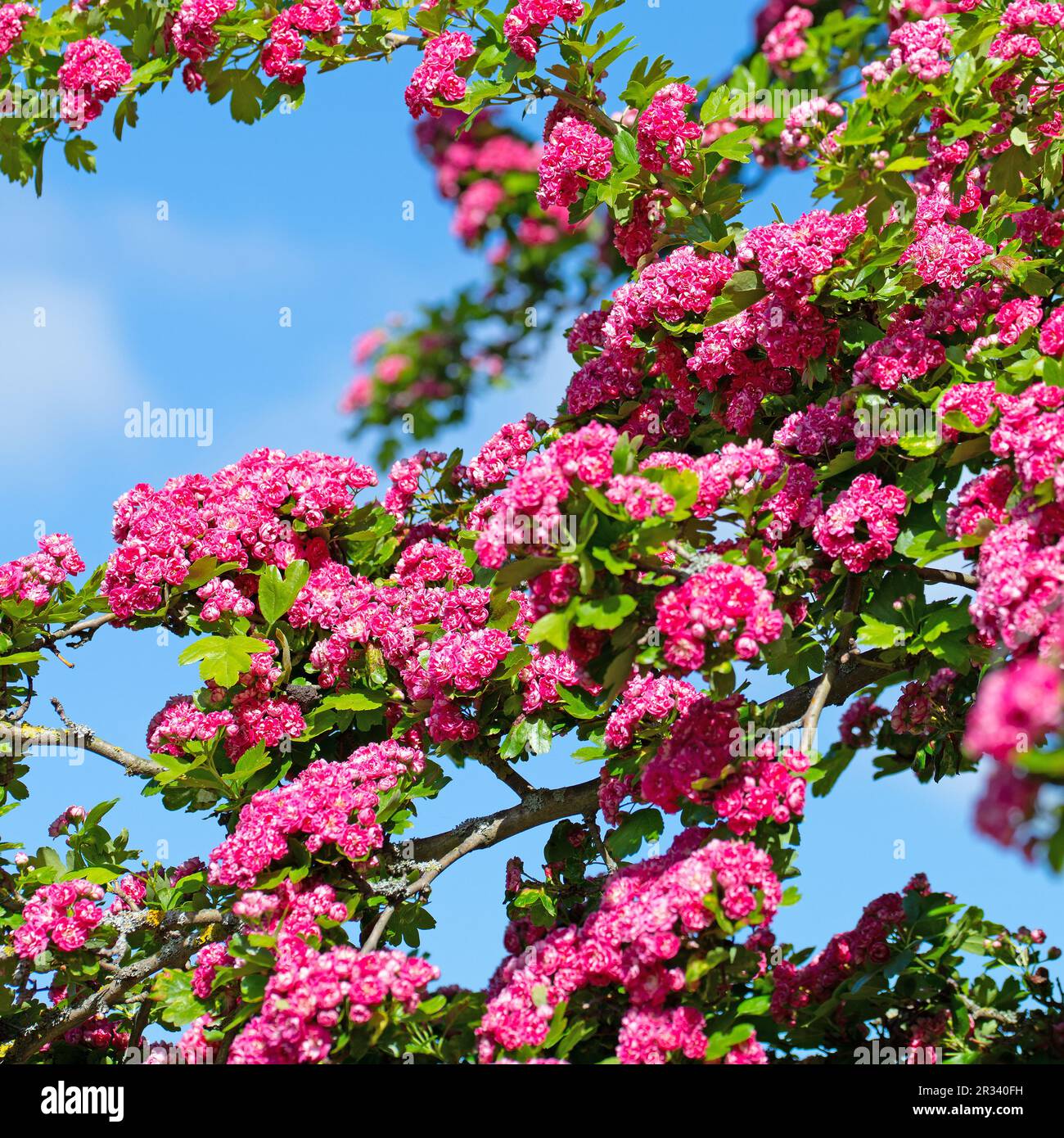 Flowering hawthorn ,Crataegus laevigata, in spring Stock Photo - Alamy