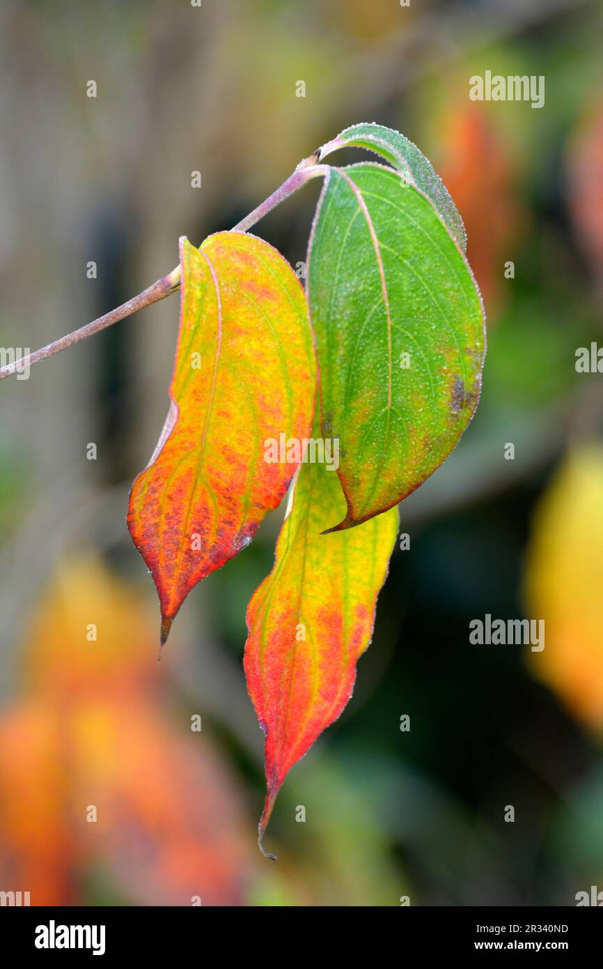 Asian Cornelian Cherry (Cornus officinalis Stock Photo - Alamy