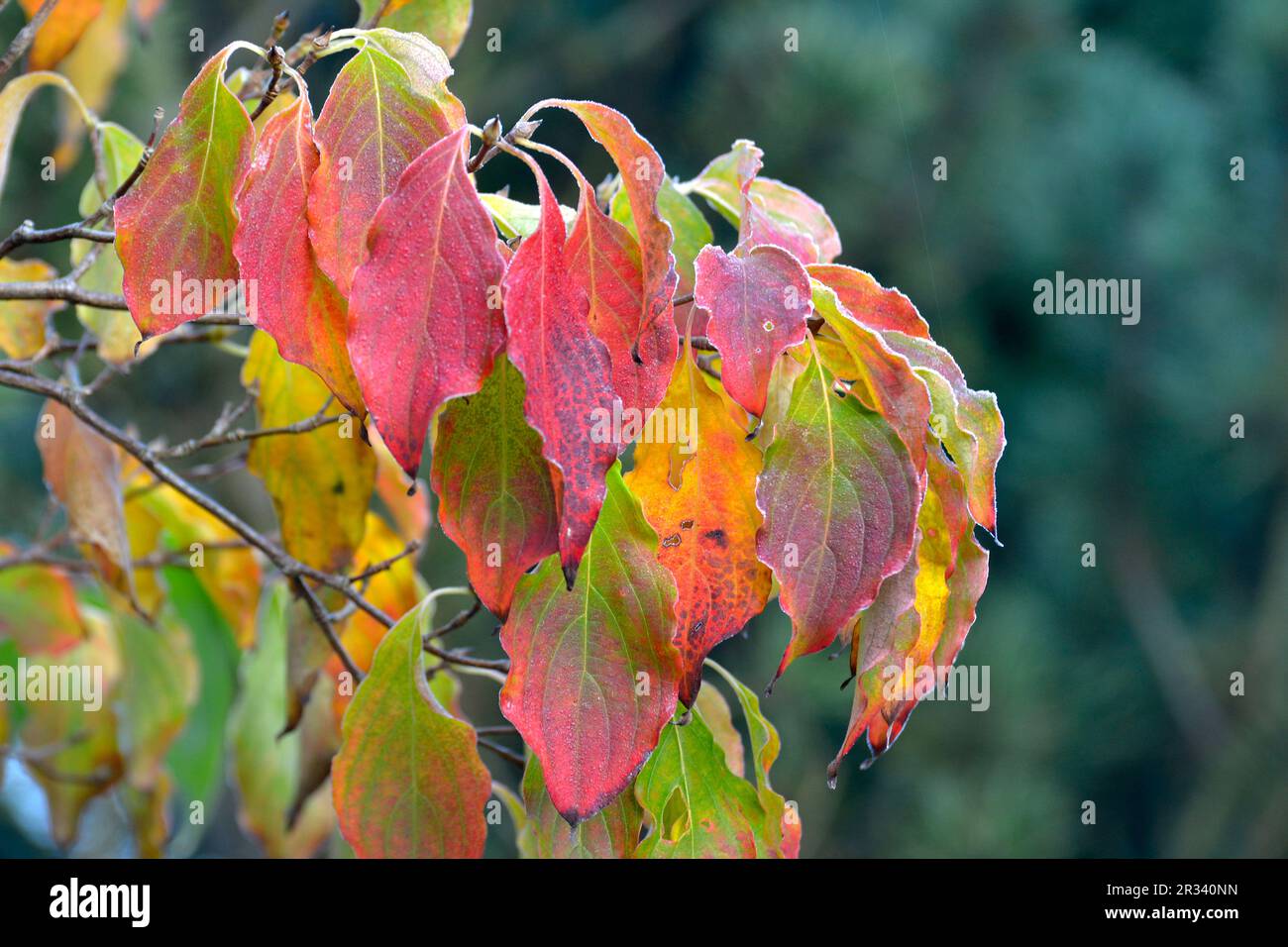 Asian Cornelian Cherry (Cornus officinalis Stock Photo - Alamy