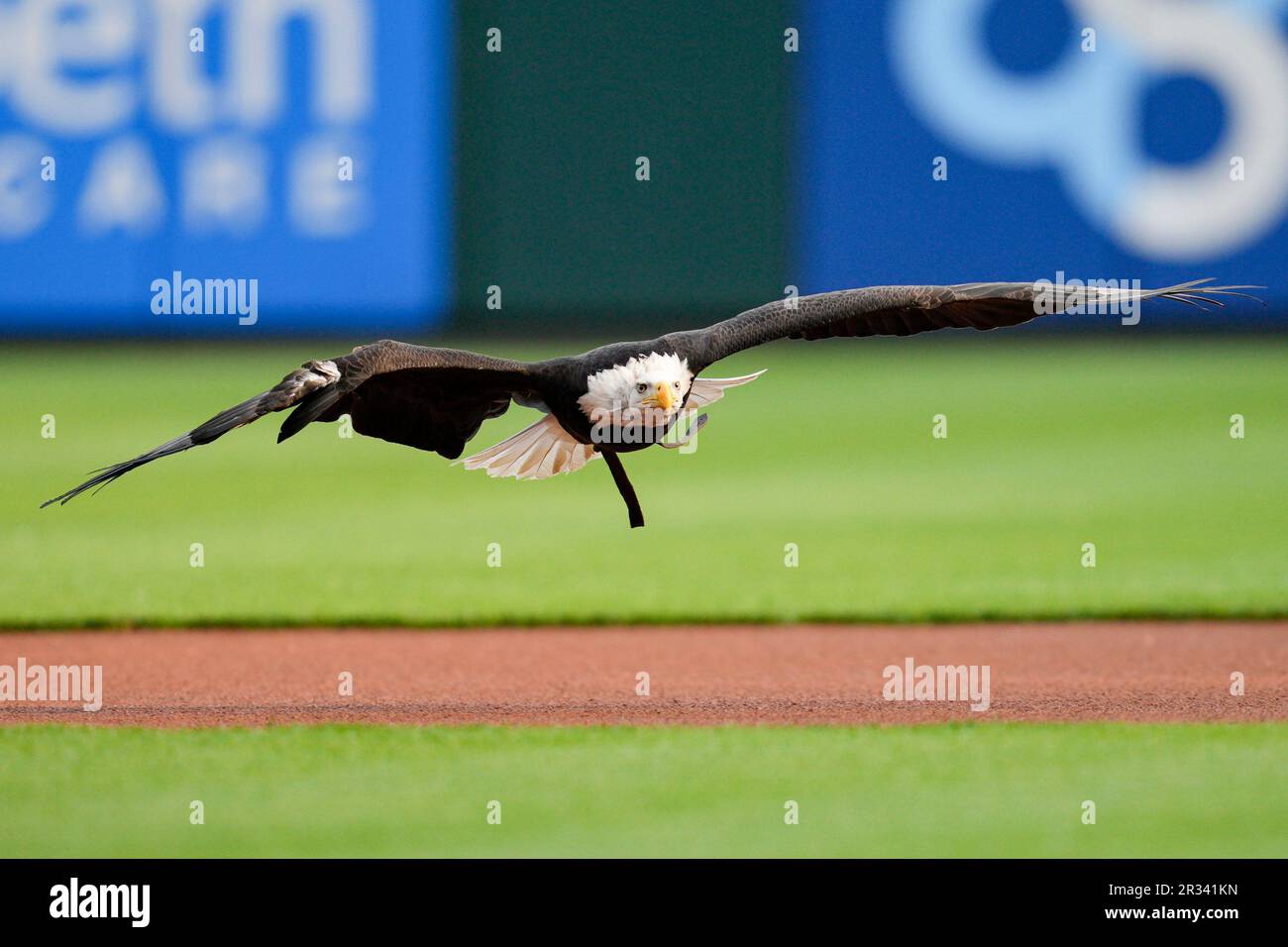 Sam, an eagle, flies onto the field during a performance prior to a ...