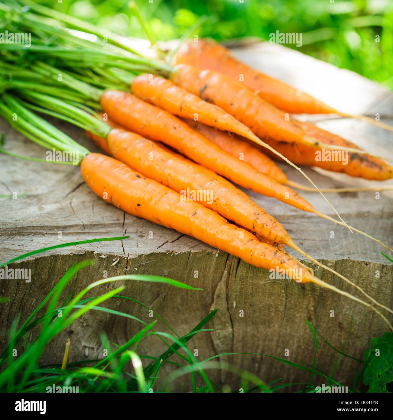 Baby carrots macro hi-res stock photography and images - Alamy