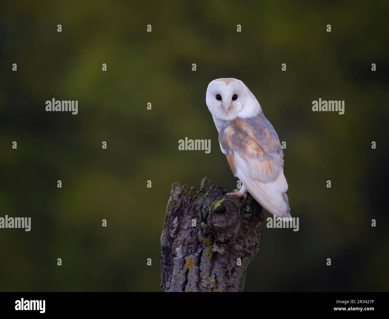 Barn owl, Tyto alba, single bird on branch, Leicestershire, May 2023 ...