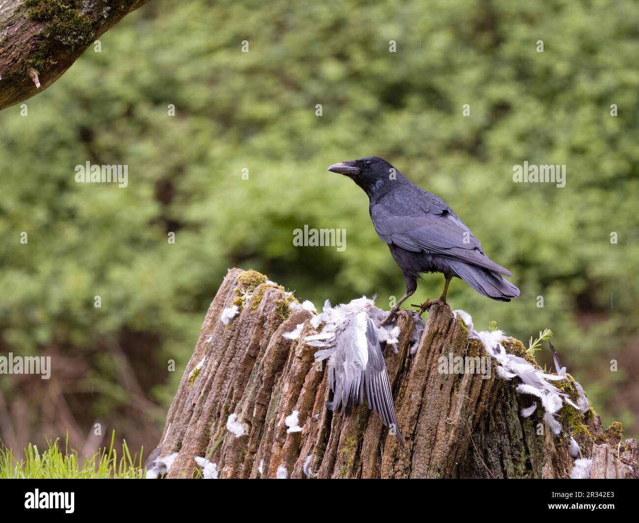 Carrion crow, Corvus corone, single bird on stump with Wood pigeon prey ...
