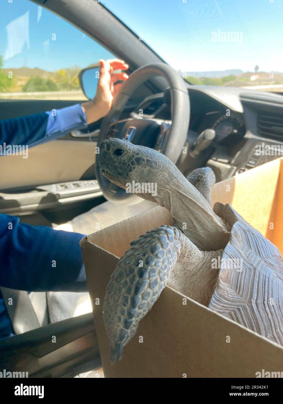Dotty the desert tortoise pokes her head out on a car trip in Phoenix ...