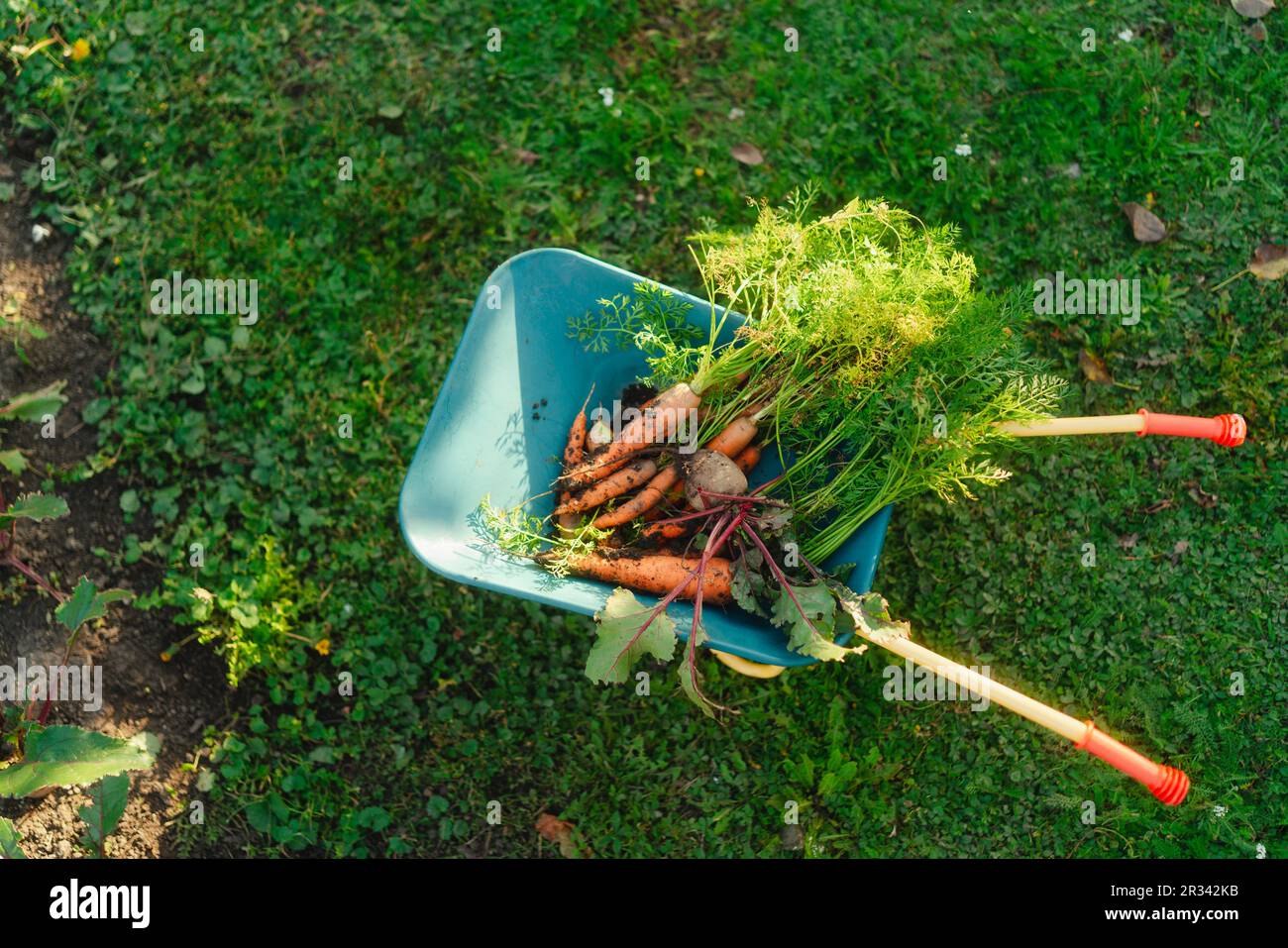 Top view of kids wheelbarrow with harvest, carrots and beetroots in ...