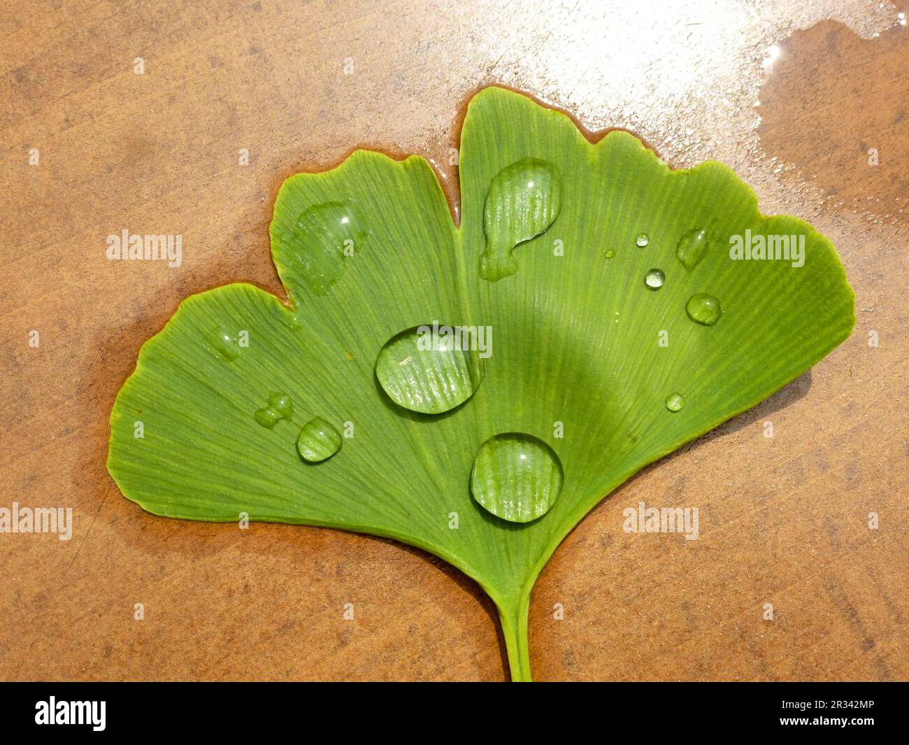 Ginkgo (Ginkgo biloba Stock Photo - Alamy