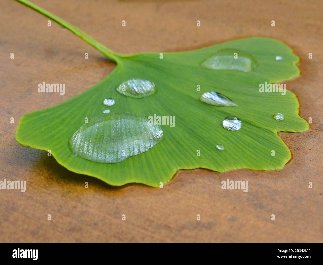 Ginkgo (Ginkgo biloba Stock Photo - Alamy