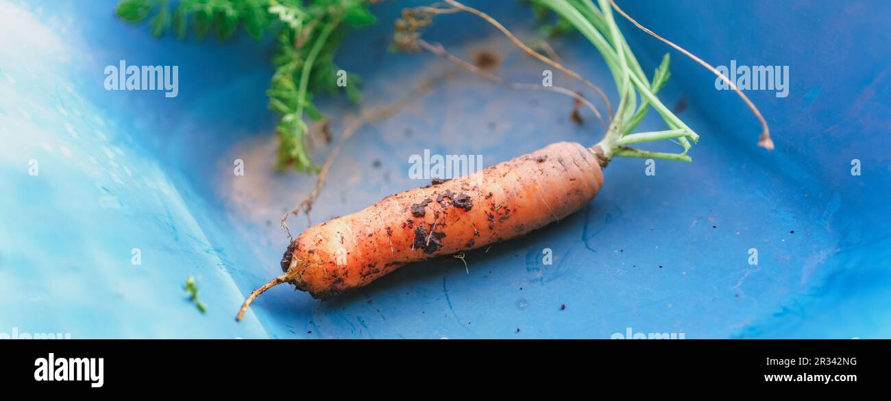 Close up of carrot in a wheelbarrow Stock Photo - Alamy