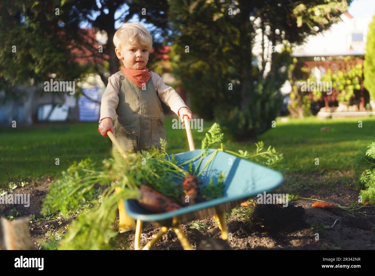 Little boy with wheelbarrow full of carrots working in garden Stock ...