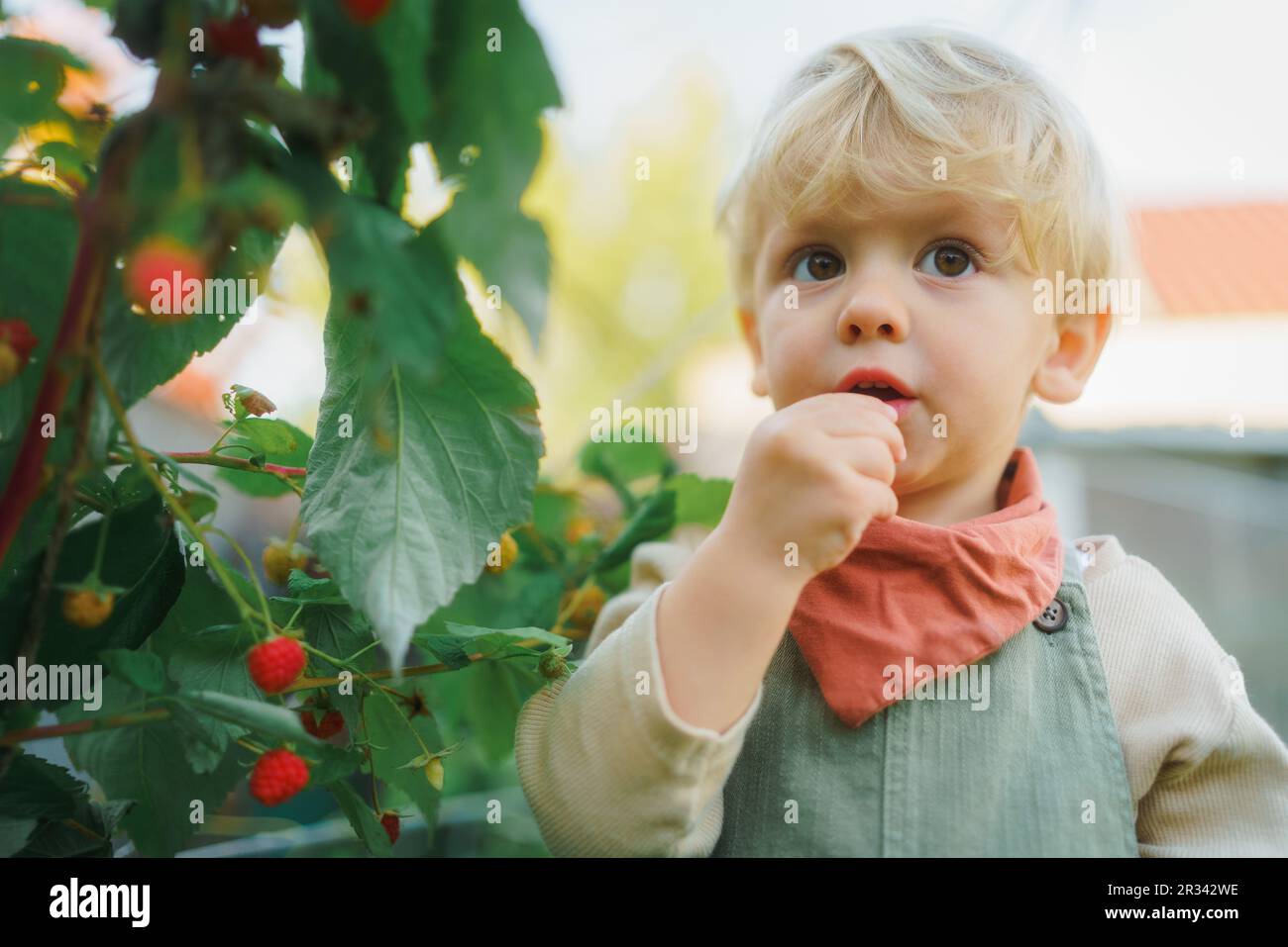 Happy little boy in overalls harvesting and eating raspberries Stock ...