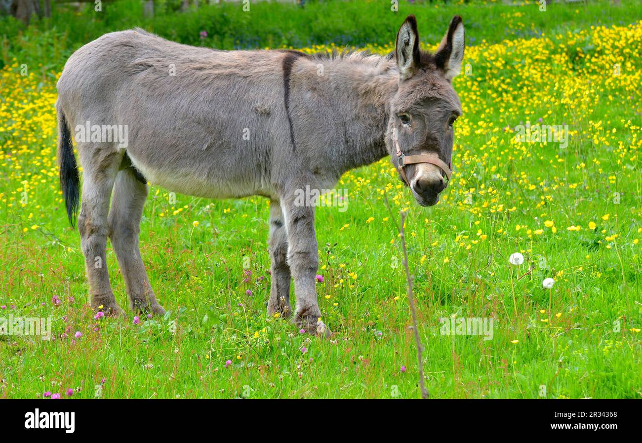 Domestic ass (Equus asinus asinus Stock Photo - Alamy