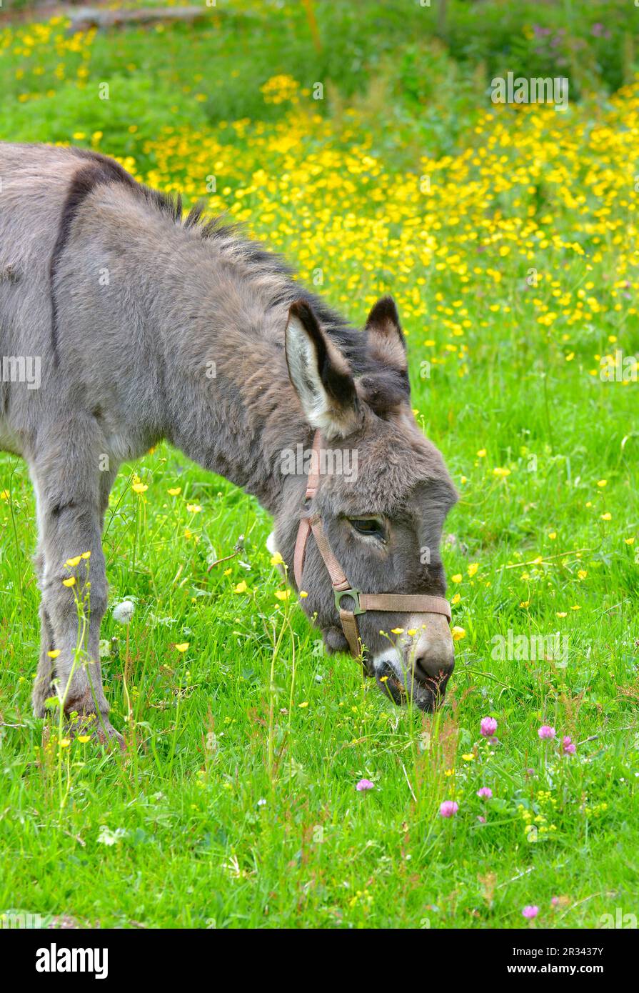 Domestic ass (Equus asinus asinus Stock Photo - Alamy