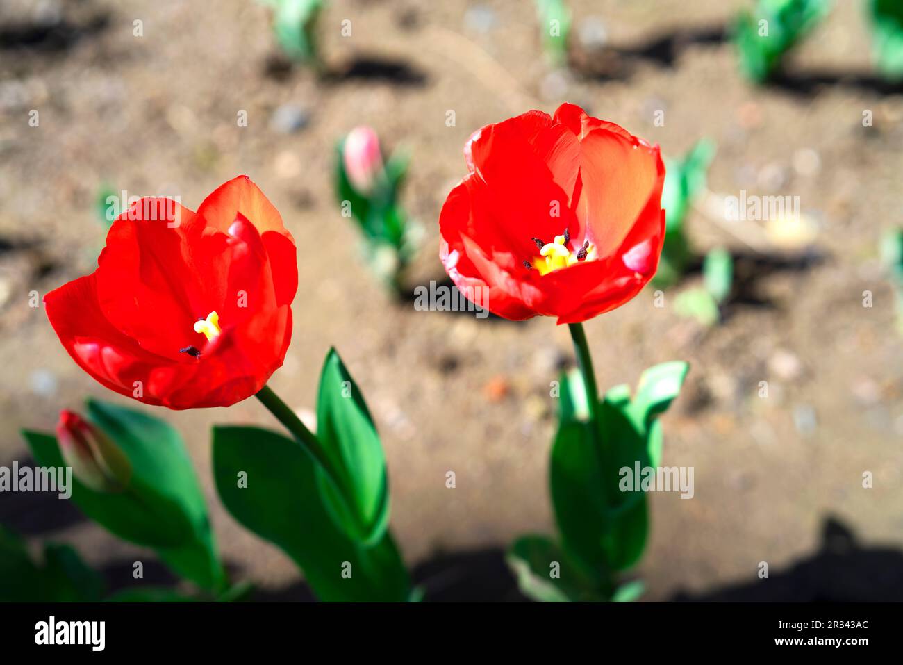 Selective focus of red poppy flower for background and inspiration ...