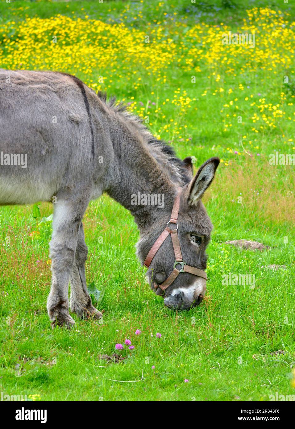 Domestic ass (Equus asinus asinus Stock Photo - Alamy