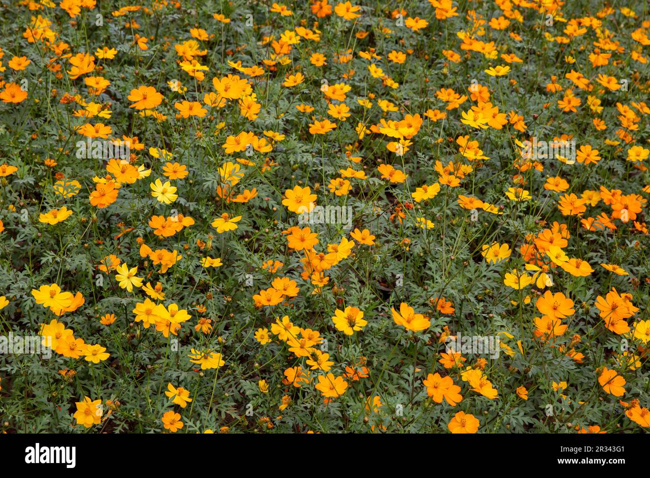 Marigold flower patch blooming in nature Stock Photo - Alamy
