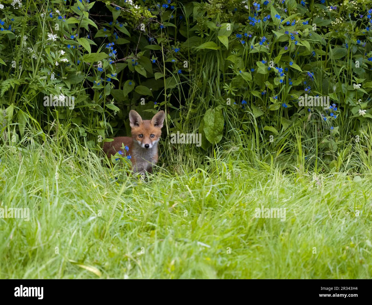 Red fox, Vulpes vulpes, single cub in grass, Buckinghamshire, May 2023 ...