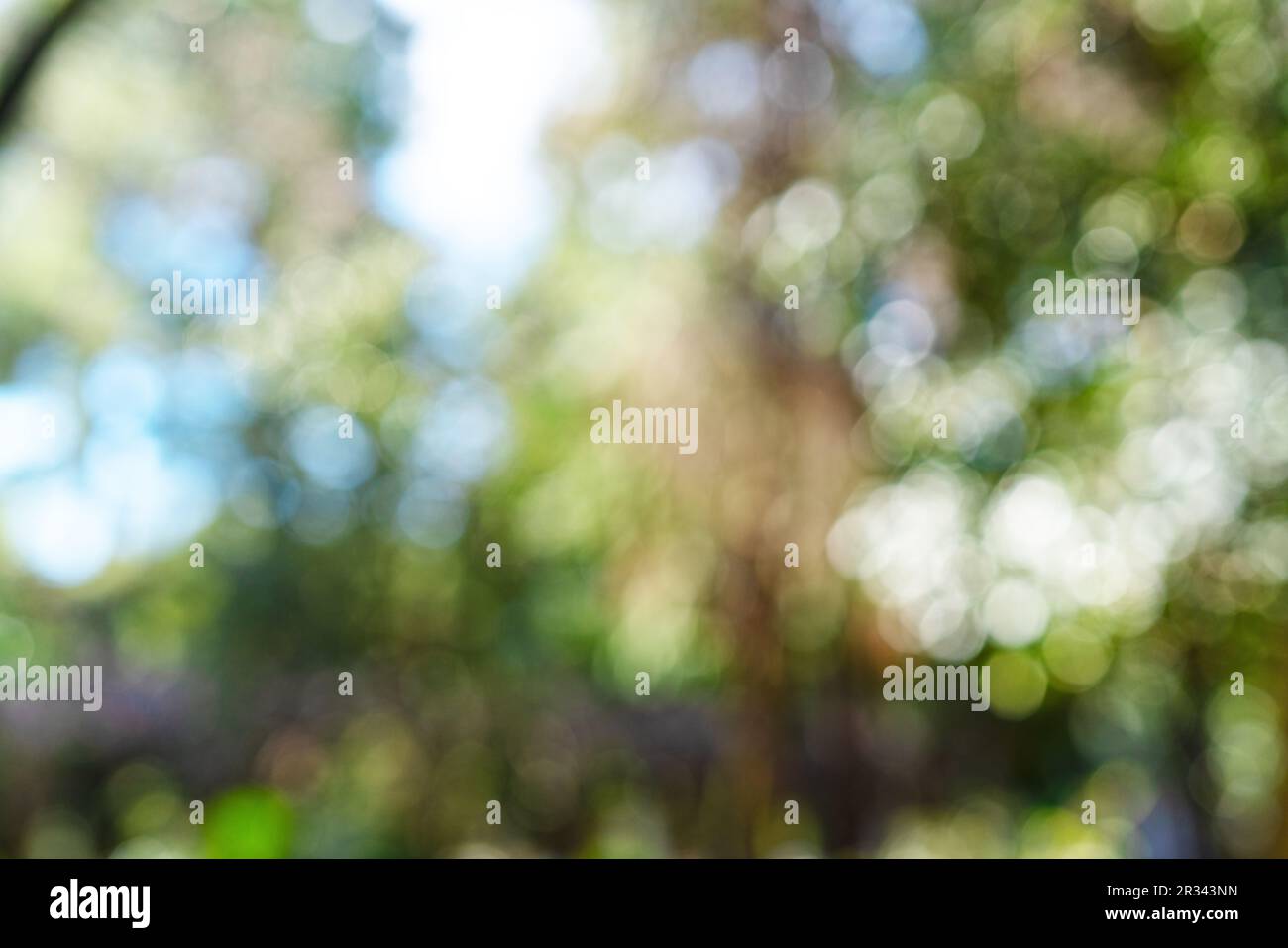 Tree Nature bokeh from daylight and tree for background and inspiration ...