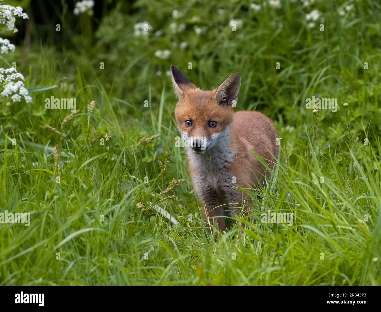 Red fox, Vulpes vulpes, single cub in grass, Buckinghamshire, May 2023 ...