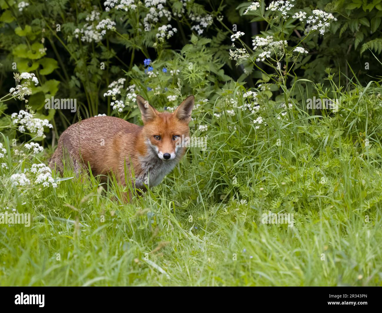 Red fox, Vulpes vulpes, single female in grass, Buckinghamshire, May 2023 Stock Photo - Alamy