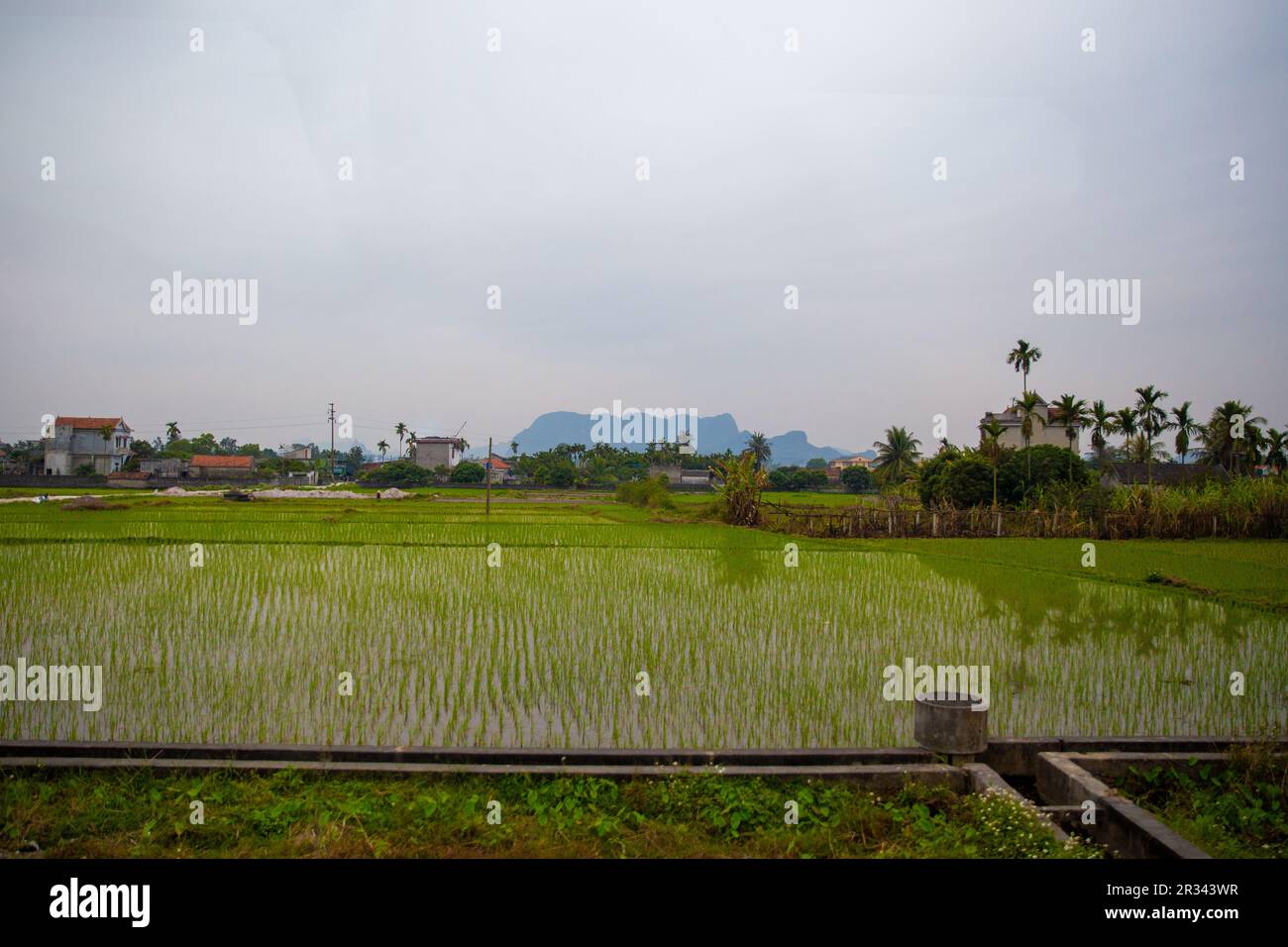 Vietnamese rice patty with baby grains Stock Photo - Alamy