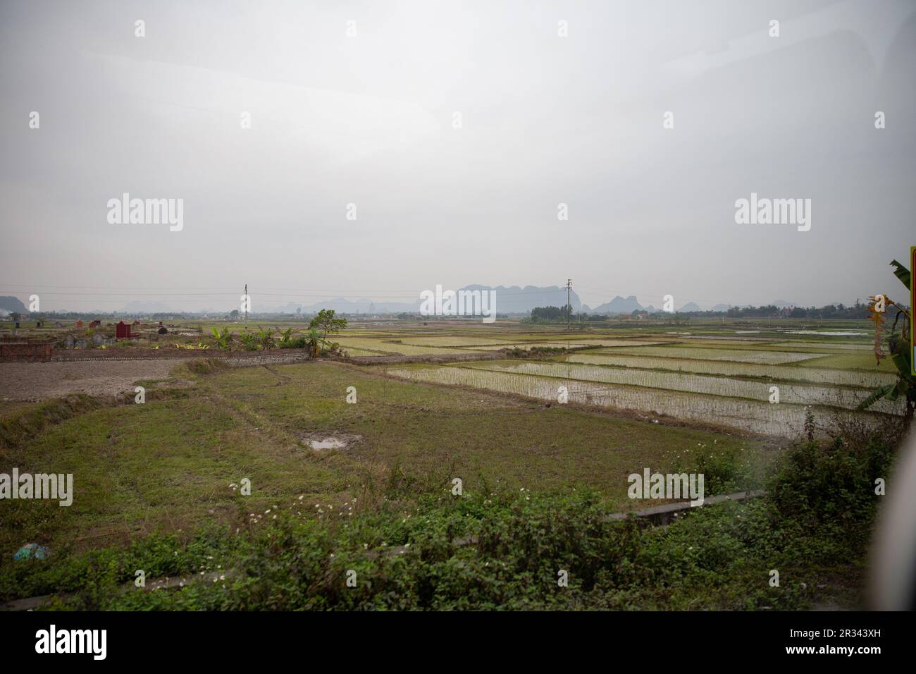 Vietnamese rice patty field in Halong Bay Stock Photo - Alamy