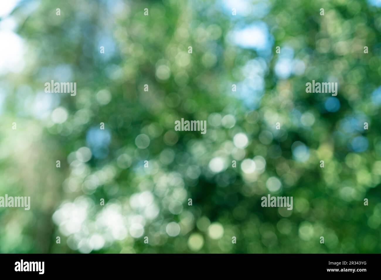 Tree blurry forest nature hi-res stock photography and images - Alamy