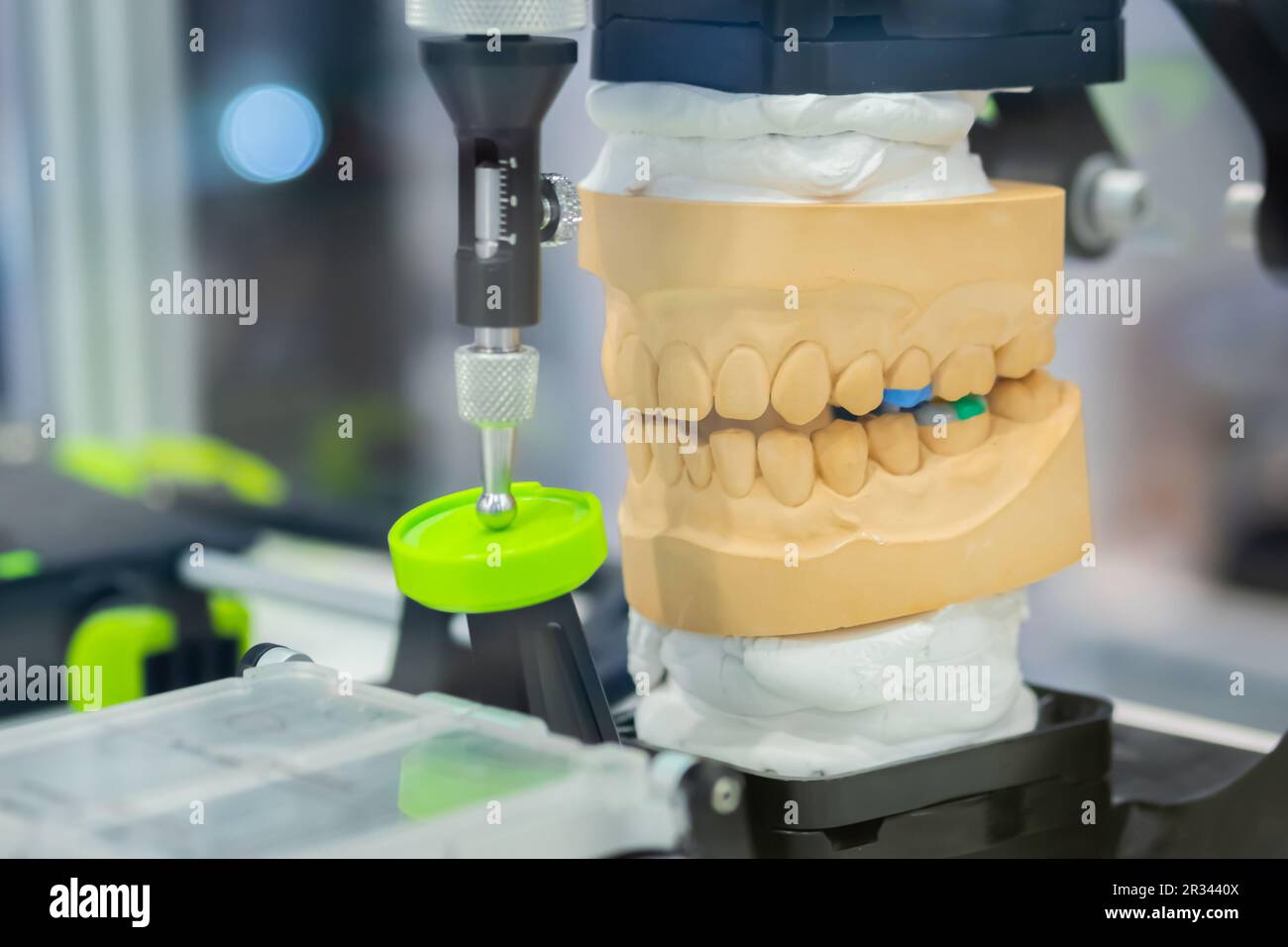 Gypsum model of human jaw at medical exhibition Stock Photo - Alamy