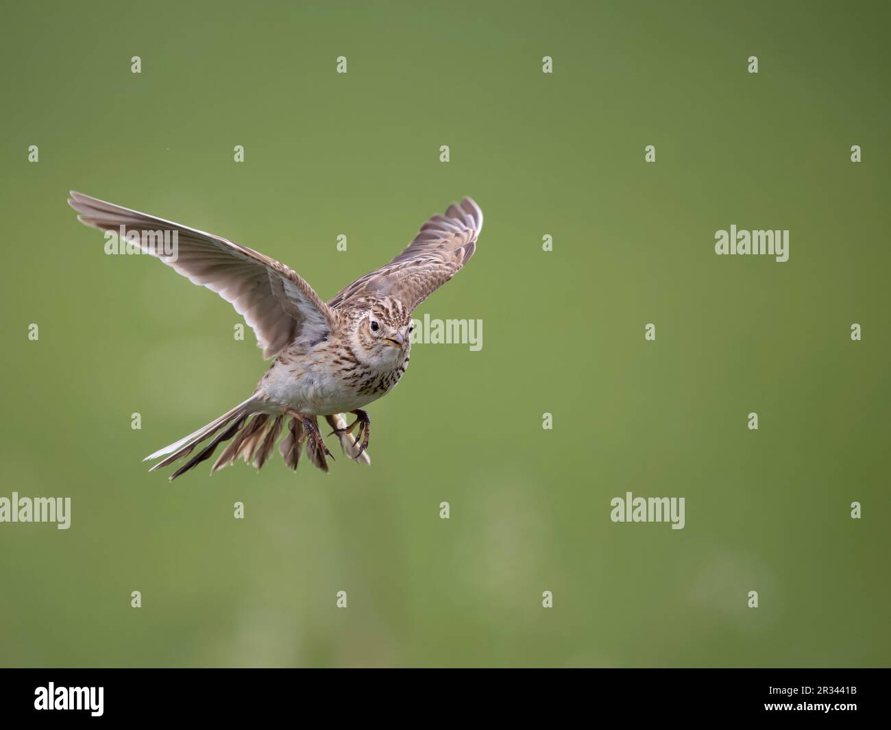 Skylark bird in flight hi-res stock photography and images - Alamy