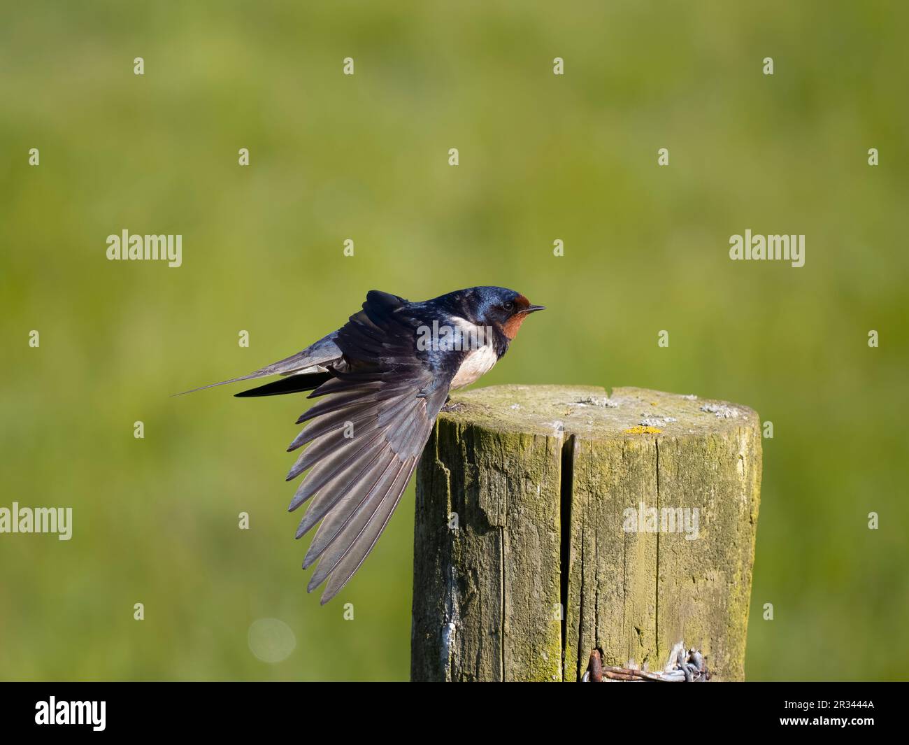 Swallow, Hirundo rustica, single bird on post, Yorkshire, May 2023 ...