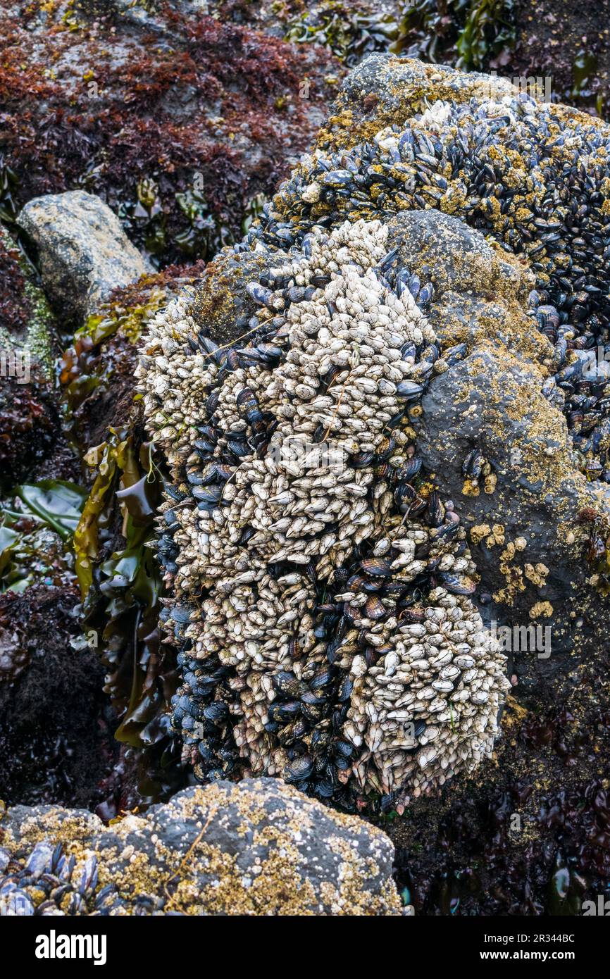 Fresh water mussels usa hi-res stock photography and images - Alamy