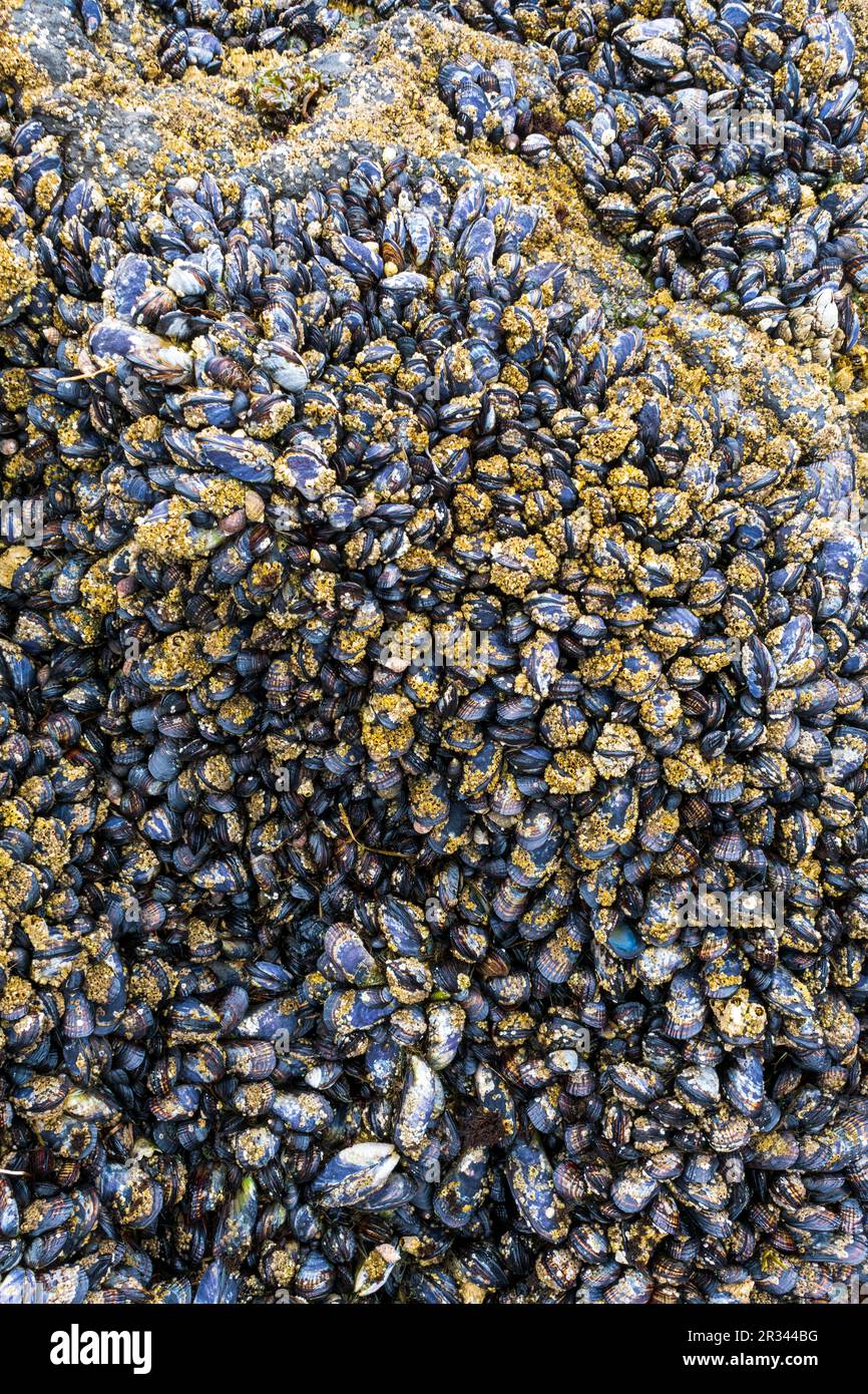 Fresh water mussels usa hi-res stock photography and images - Alamy