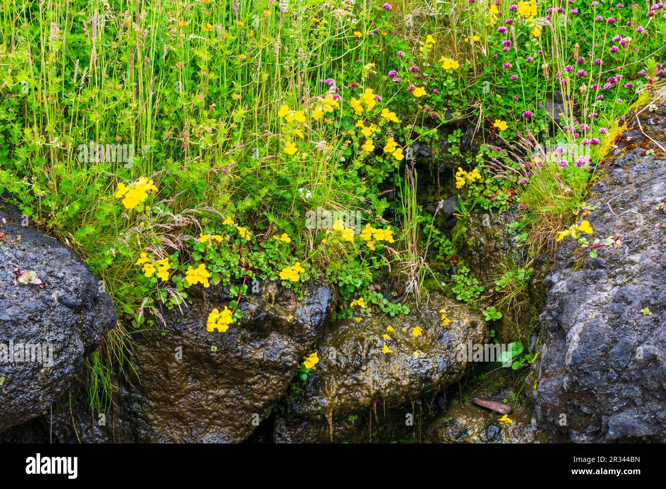 Yellow Seep Monkey Flowers grow along beach rocks, Oregon Coast, USA ...
