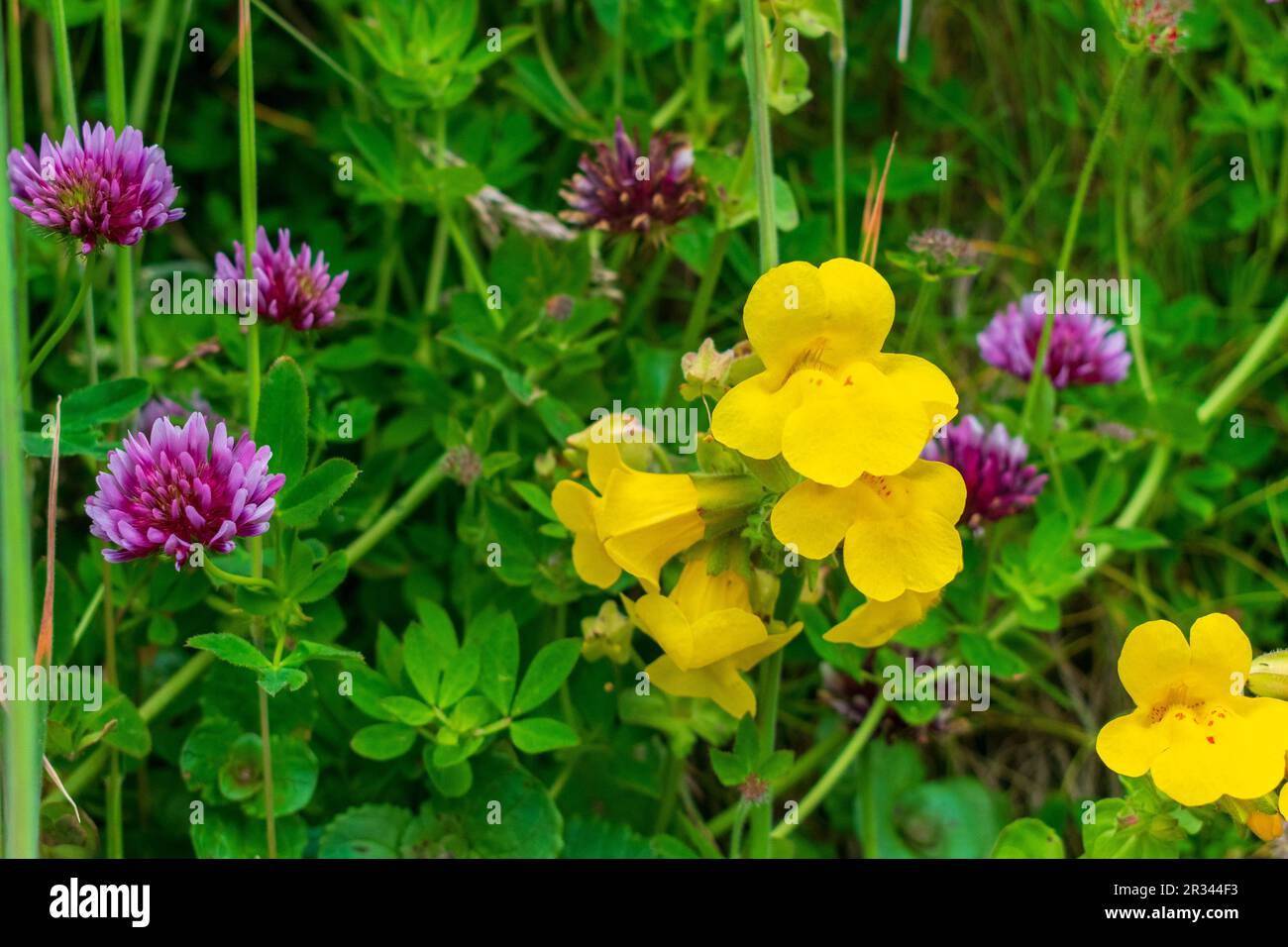 Yellow Seep Monkey Flowers and red clover grow along beach rocks ...