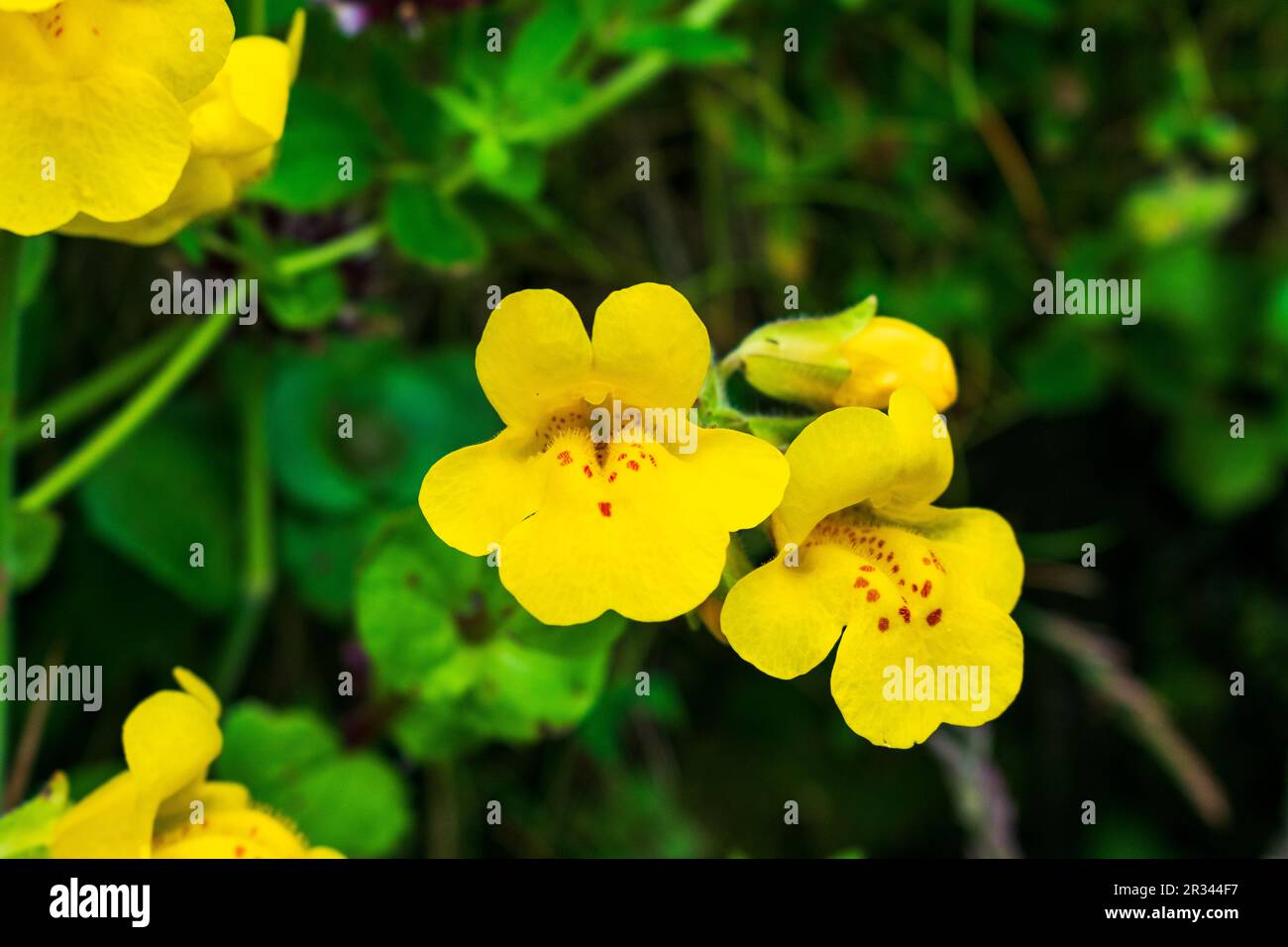 Yellow Seep Monkey Flowers grow along beach rocks, Oregon Coast, USA ...