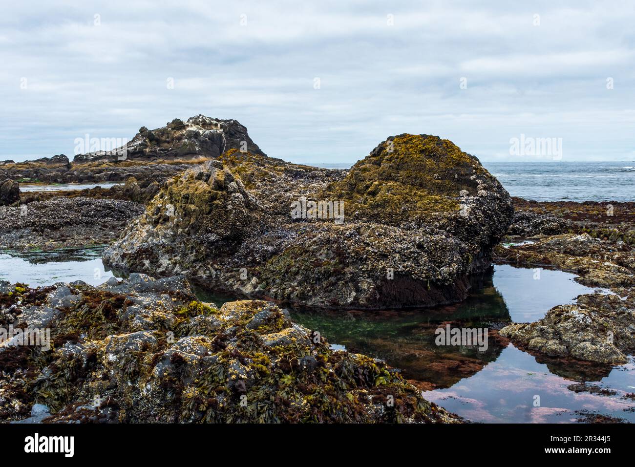 Low tide exposes beautiful tide pools at Yaquina Head State Park ...