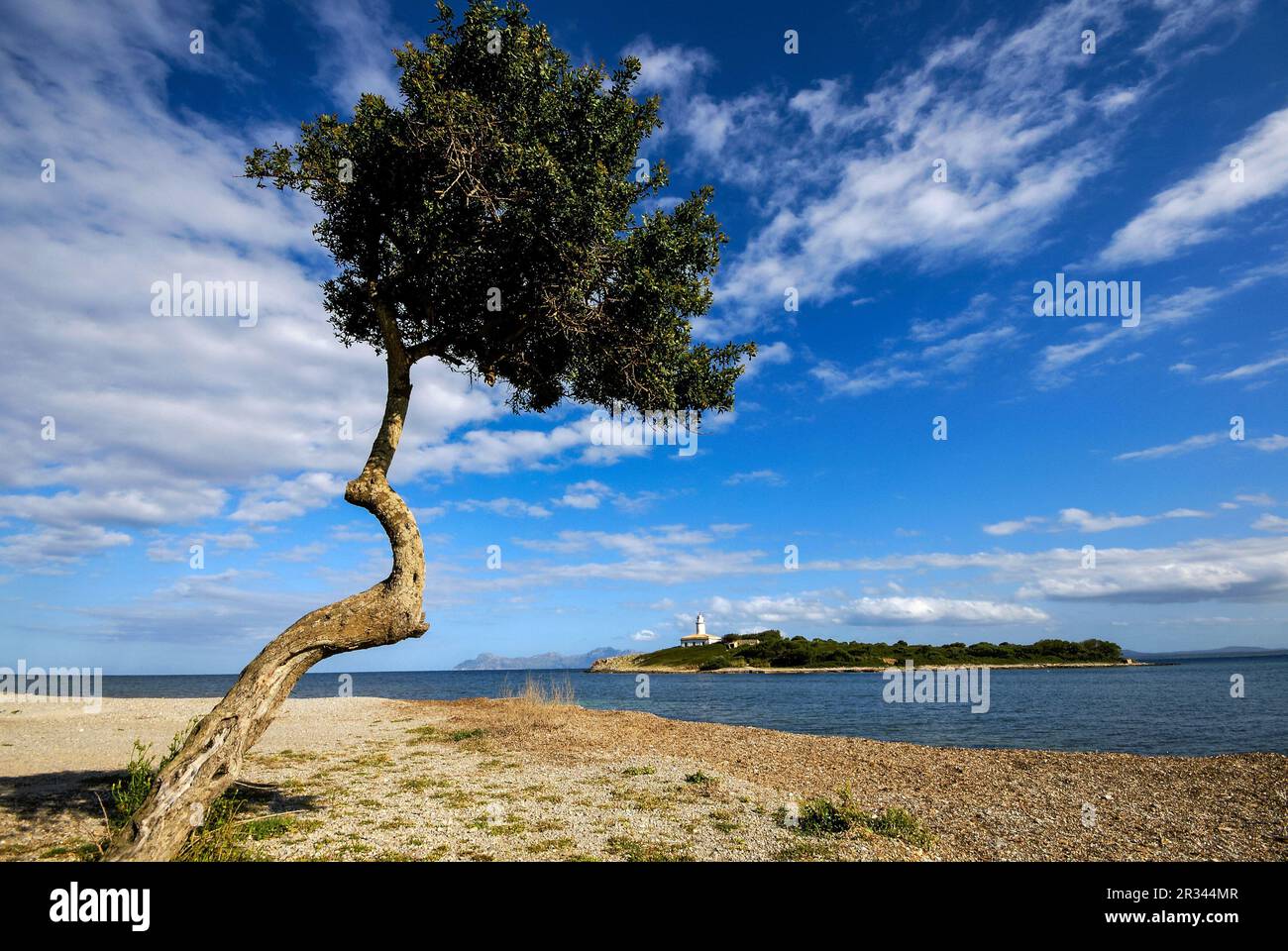 Playa de Alcanada.Alcudia.Mallorca.Baleares.España Stock Photo - Alamy
