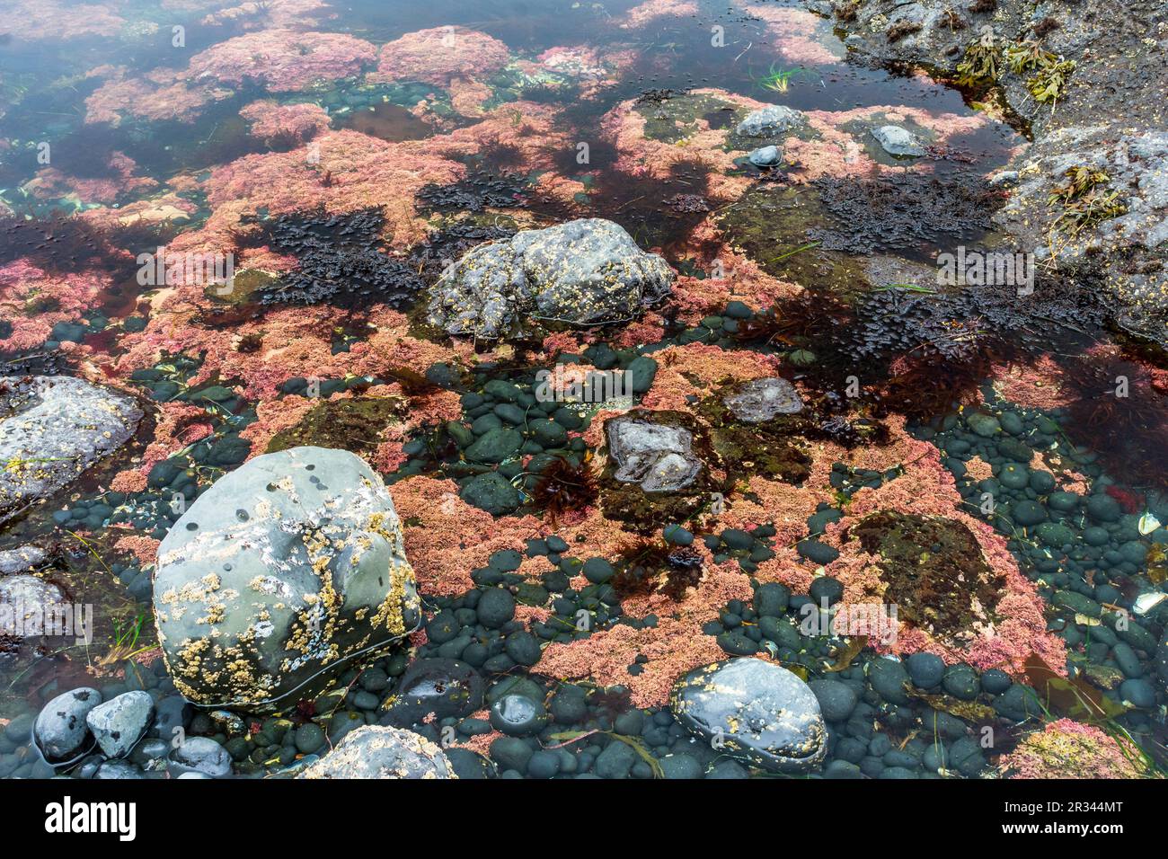 Colorful tide pools at Yaquina Head, Oregon coast, USA Stock Photo - Alamy