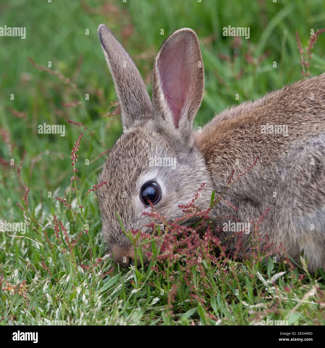 Rabbit head hi-res stock photography and images - Alamy